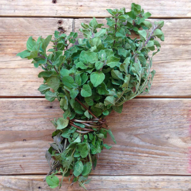 Origan Grec - Piccolo Seeds – French Blossom